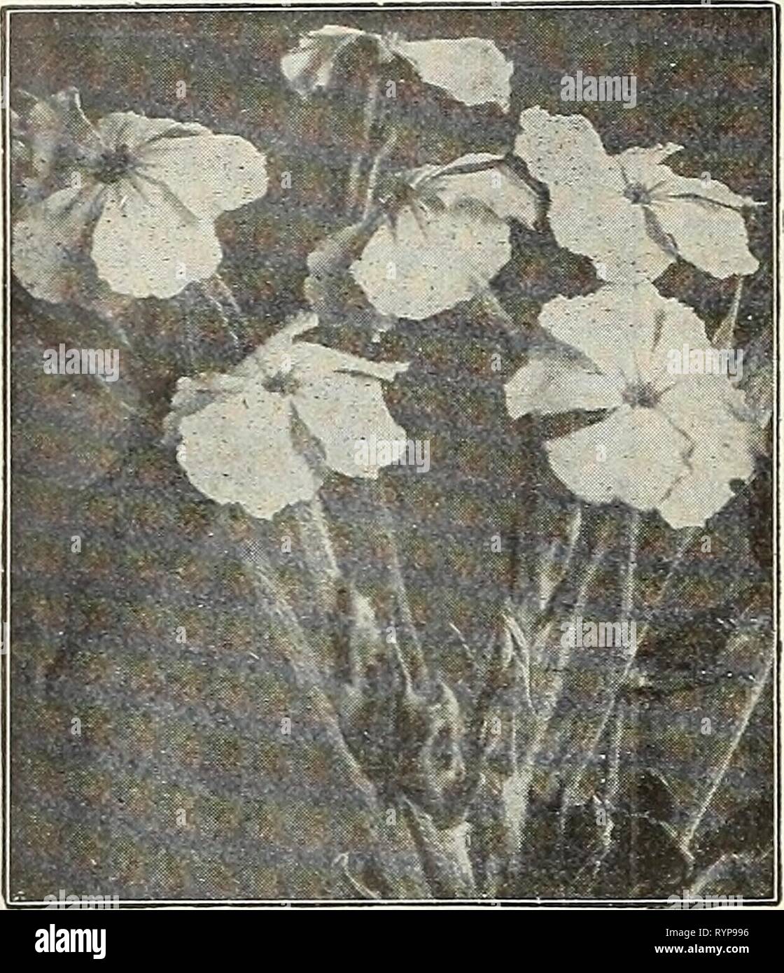 Wolfsbane drawing hi-res stock photography and images - Alamy