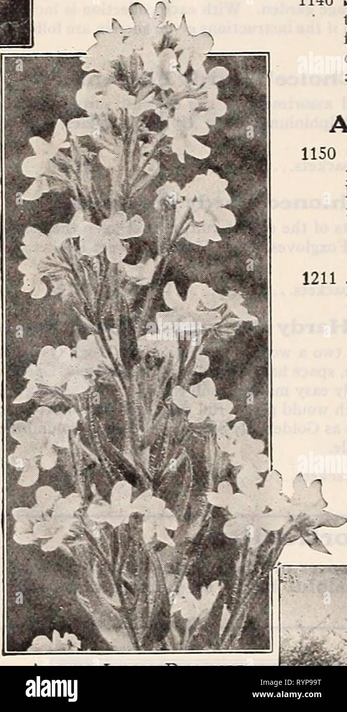 Wolfsbane drawing hi-res stock photography and images - Alamy