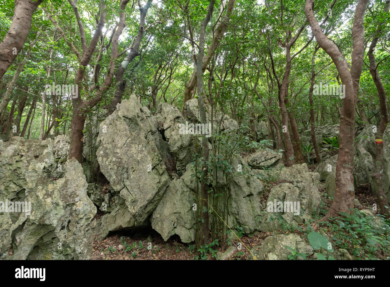 Rocks in forest Stock Photo - Alamy