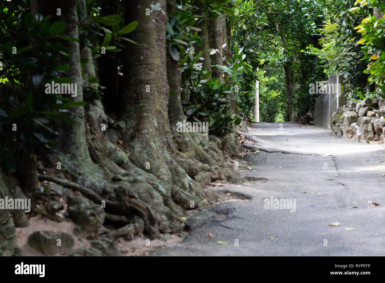 Garcinia trees hi-res stock photography and images - Alamy
