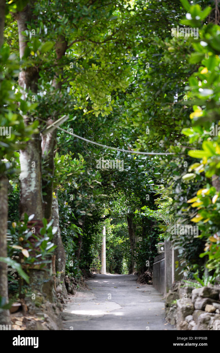 Garcinia trees hi-res stock photography and images - Alamy