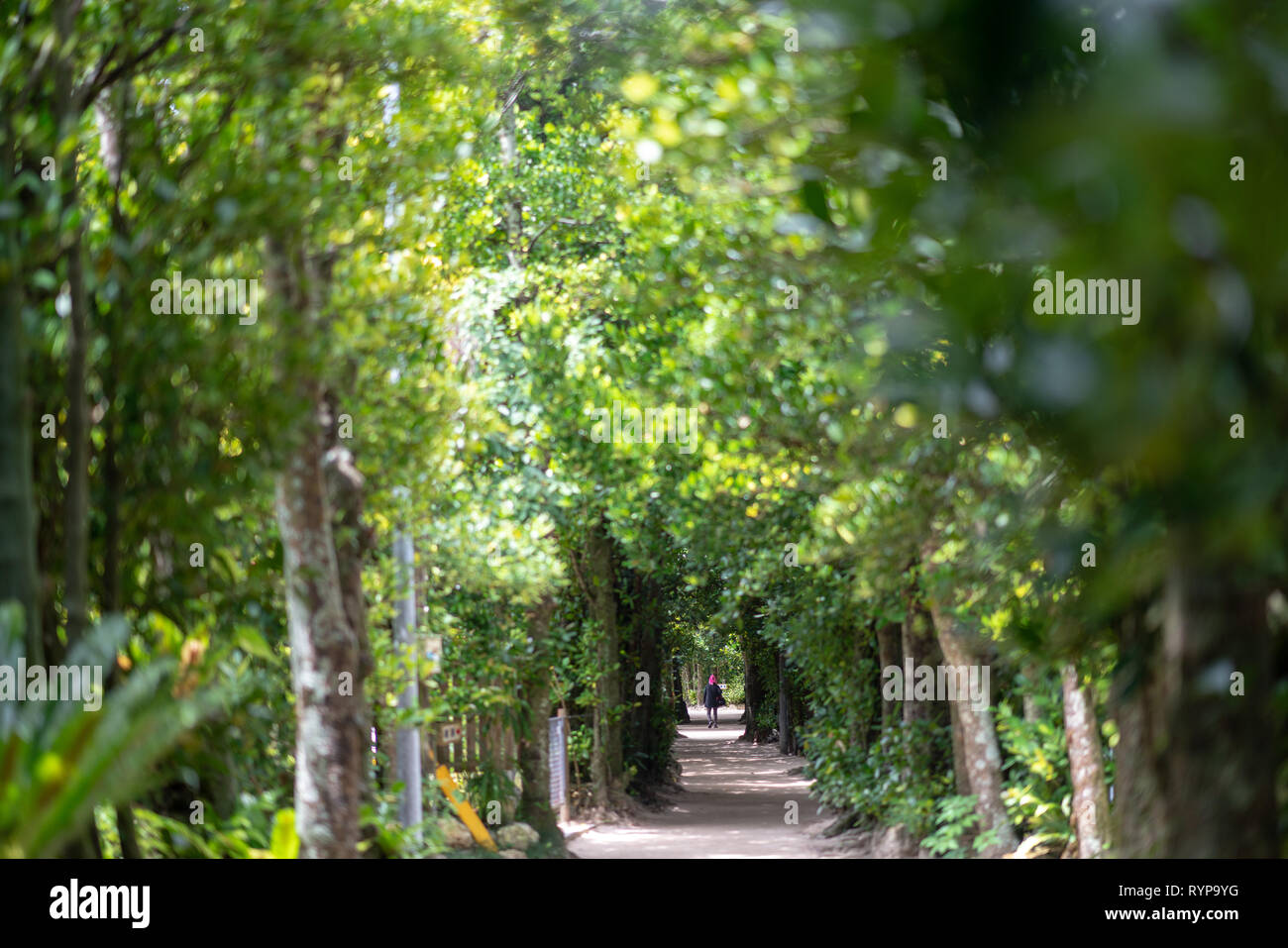 Garcinia trees hi-res stock photography and images - Alamy