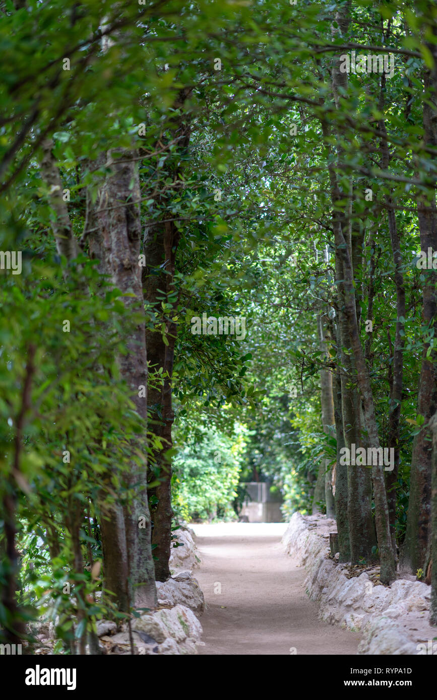 Garcinia trees hi-res stock photography and images - Alamy