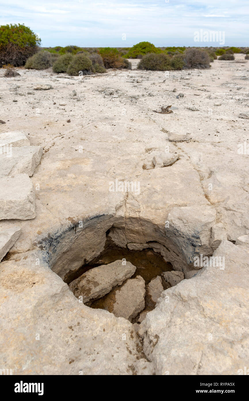 Natural watering holes like this attract Tammar Wallabies. They also ...