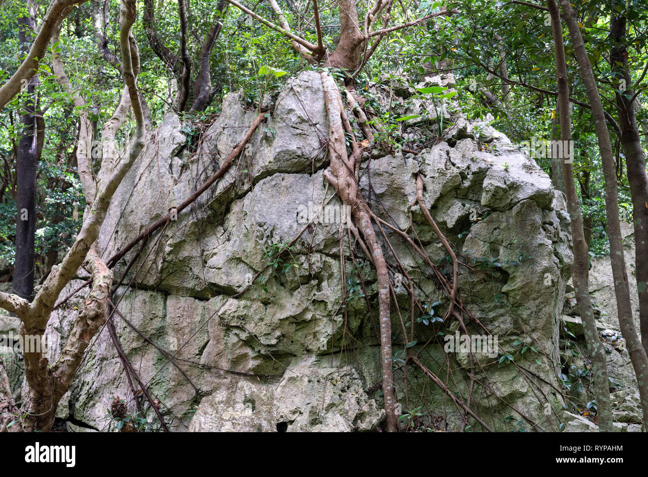 Rocks in jungle Stock Photo - Alamy