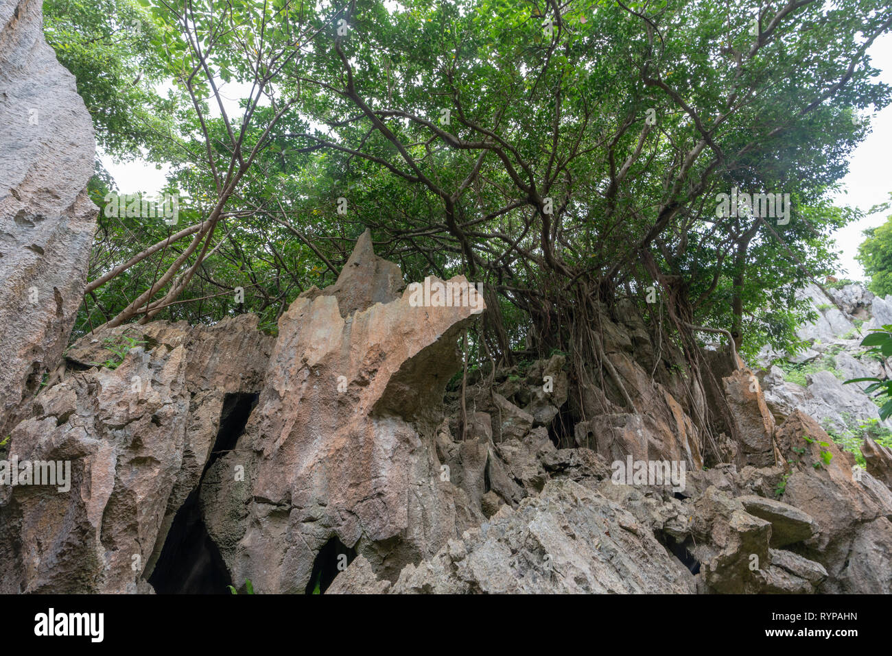Rocks in jungle Stock Photo - Alamy