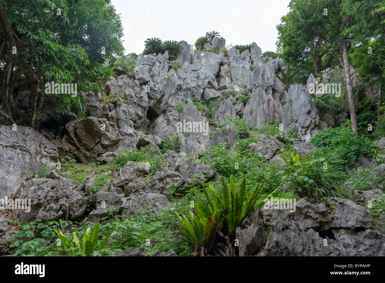 Rocks in jungle Stock Photo - Alamy