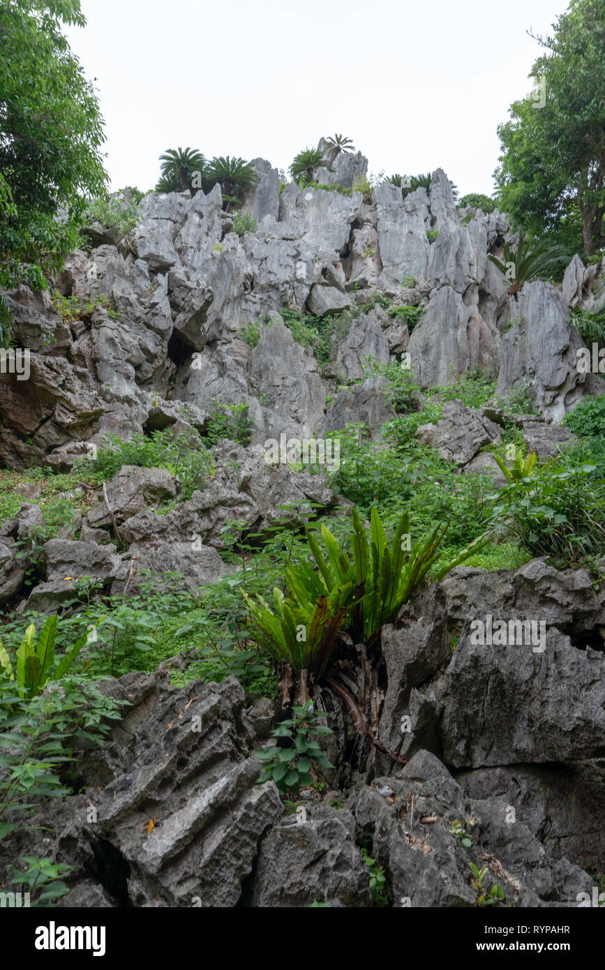 Rocks in jungle Stock Photo - Alamy