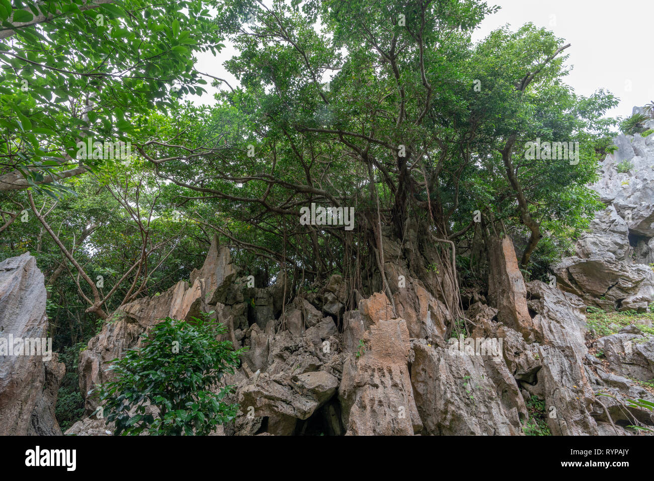 Rocks in jungle Stock Photo - Alamy