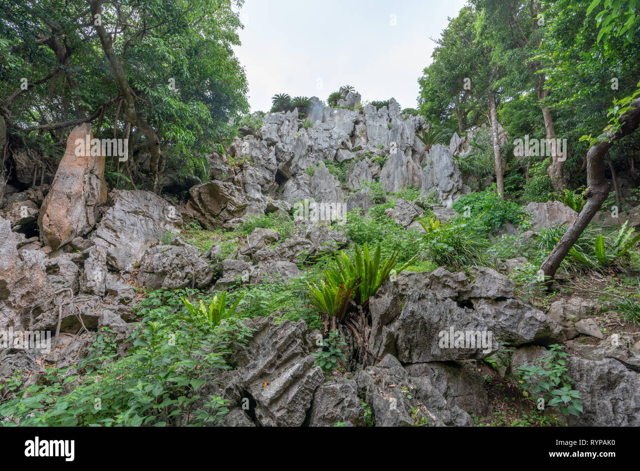 Rocks in jungle Stock Photo - Alamy