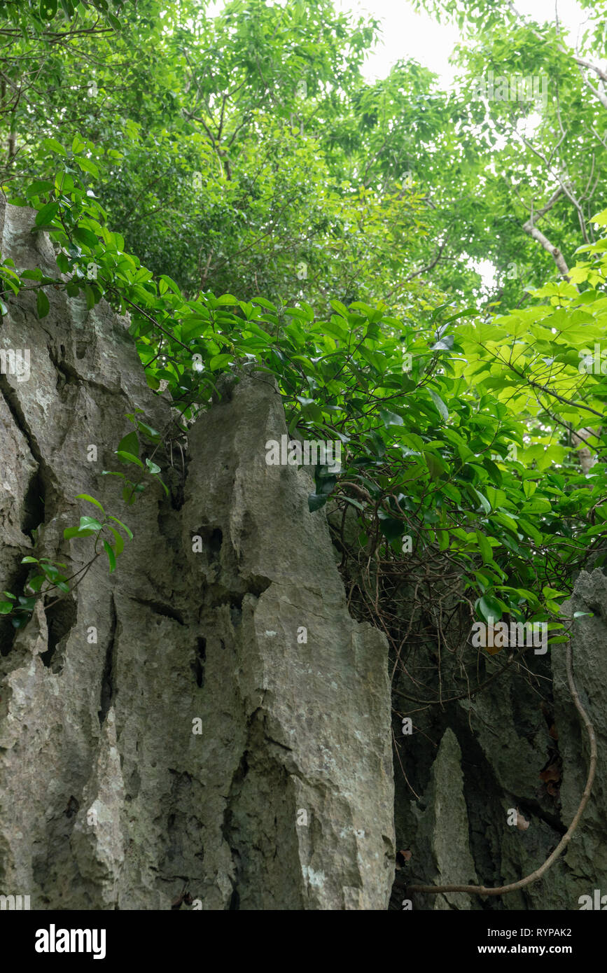 Rocks in jungle Stock Photo - Alamy