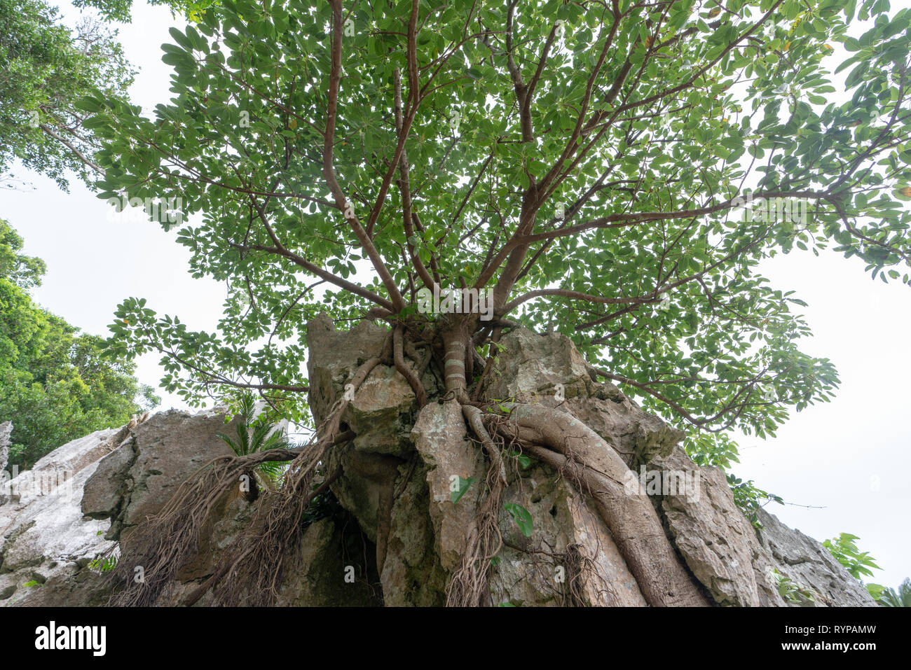 Rocks in jungle Stock Photo - Alamy