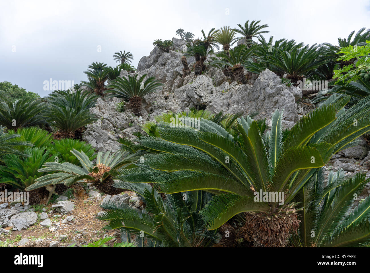 Rocks in jungle Stock Photo - Alamy