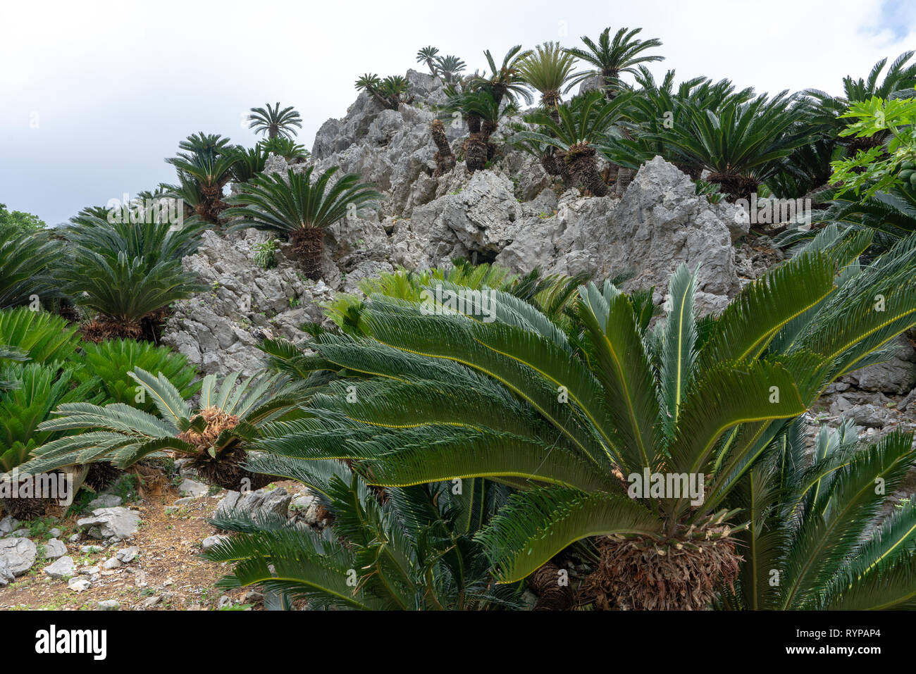 Rocks in jungle Stock Photo - Alamy