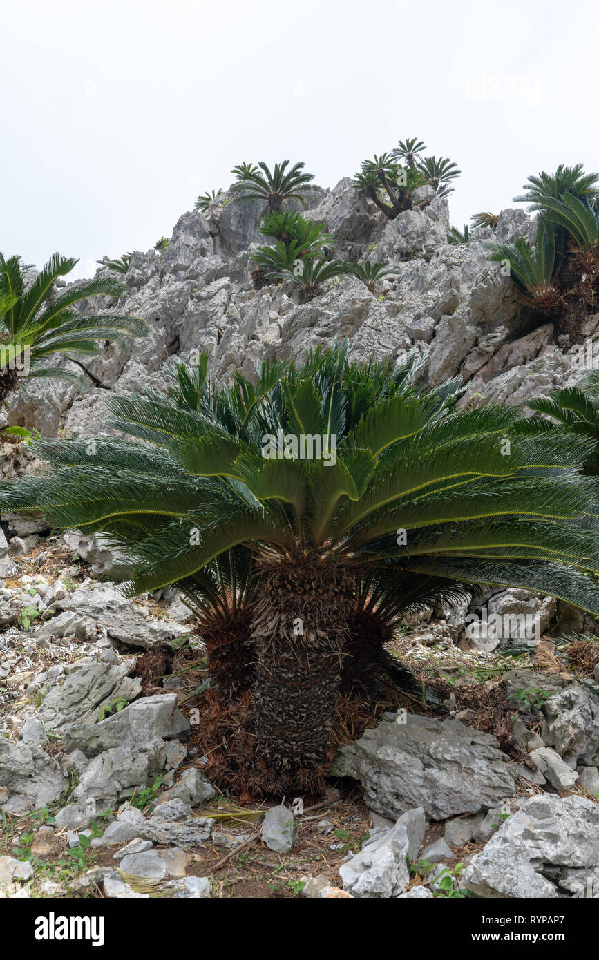 Rocks in jungle Stock Photo - Alamy