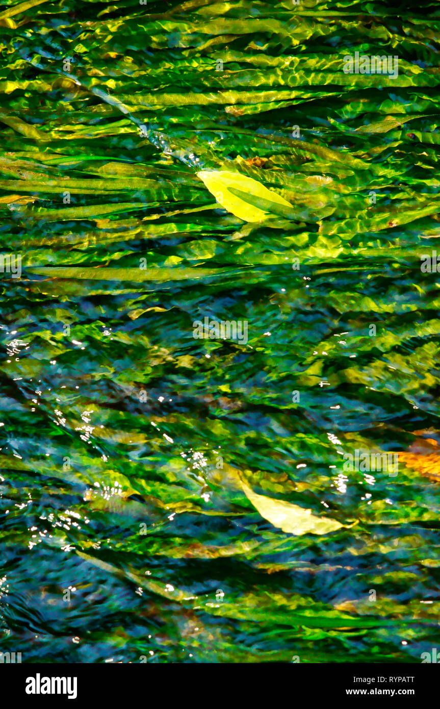 Stream flowing spring water hi-res stock photography and images - Alamy