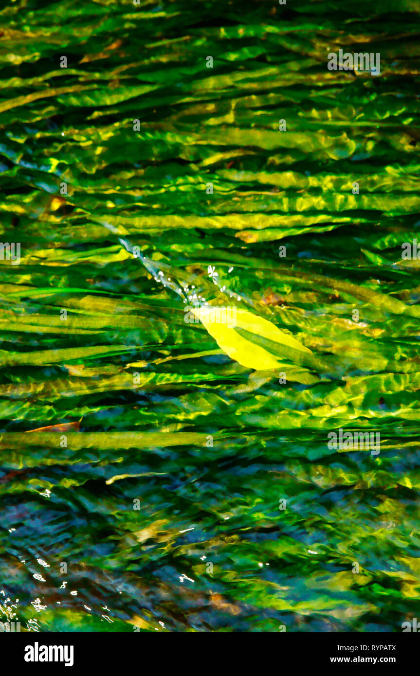 Stream flowing spring water Stock Photo - Alamy