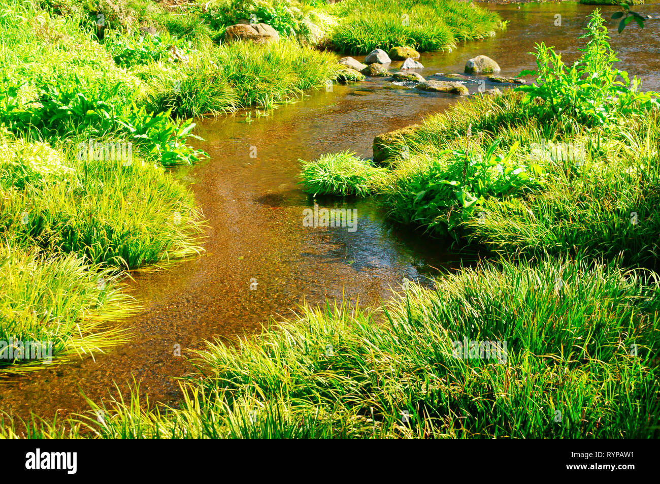 Stream flowing spring water hi-res stock photography and images - Alamy