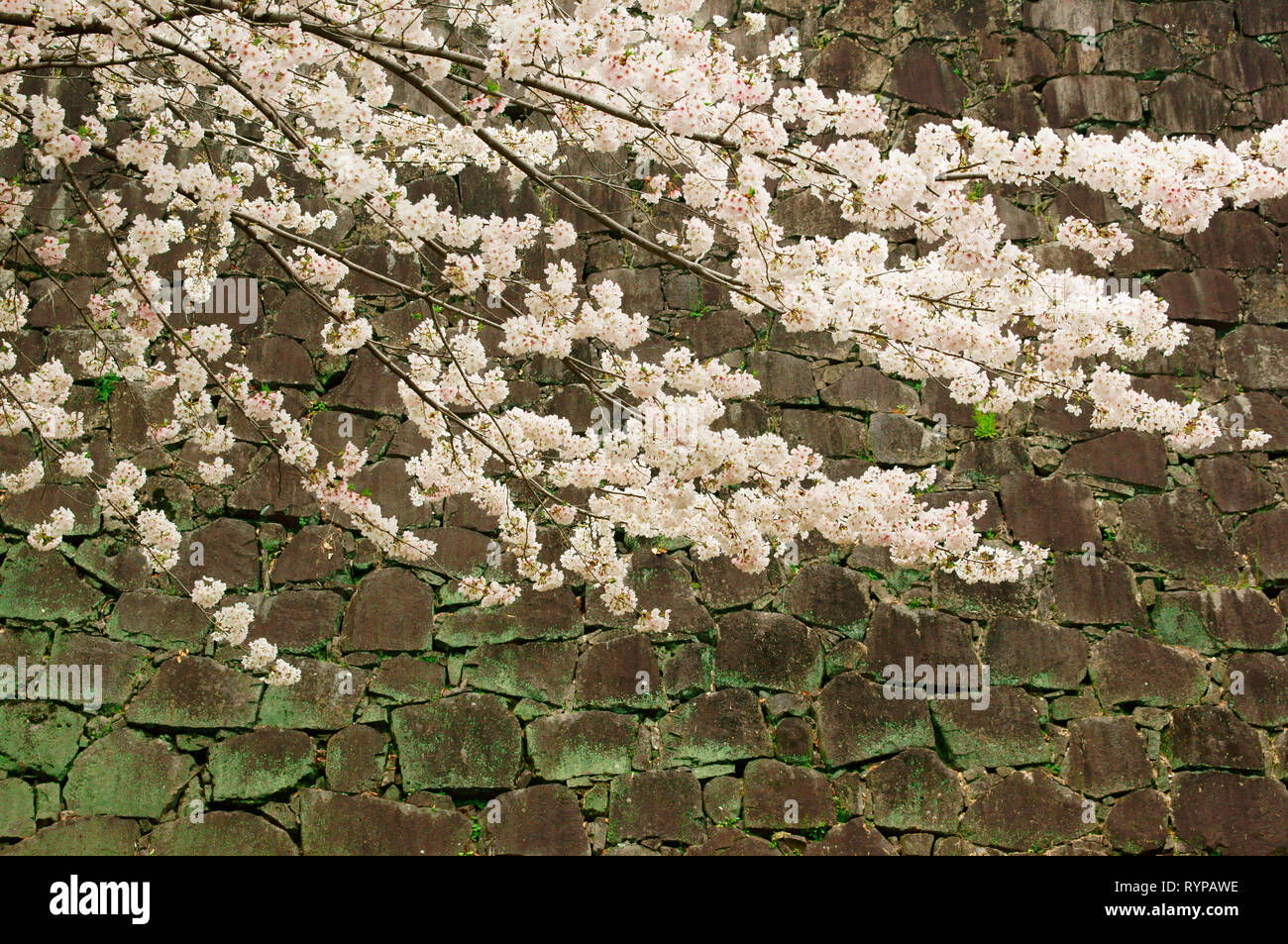 Kumamoto Castle in spring, Kumamoto Prefecture, Japan Stock Photo - Alamy
