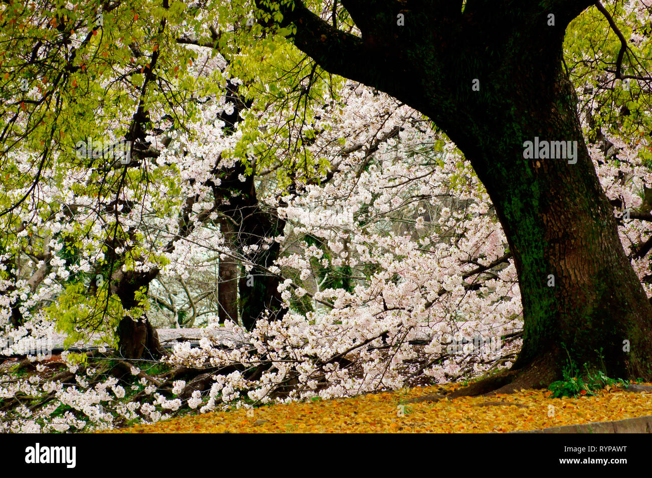 Kumamoto Castle in spring, Kumamoto Prefecture, Japan Stock Photo - Alamy