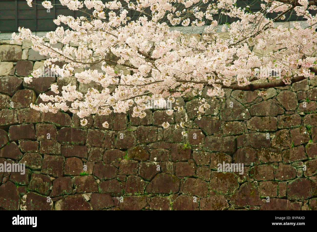 Kumamoto Castle in spring, Kumamoto Prefecture, Japan Stock Photo - Alamy