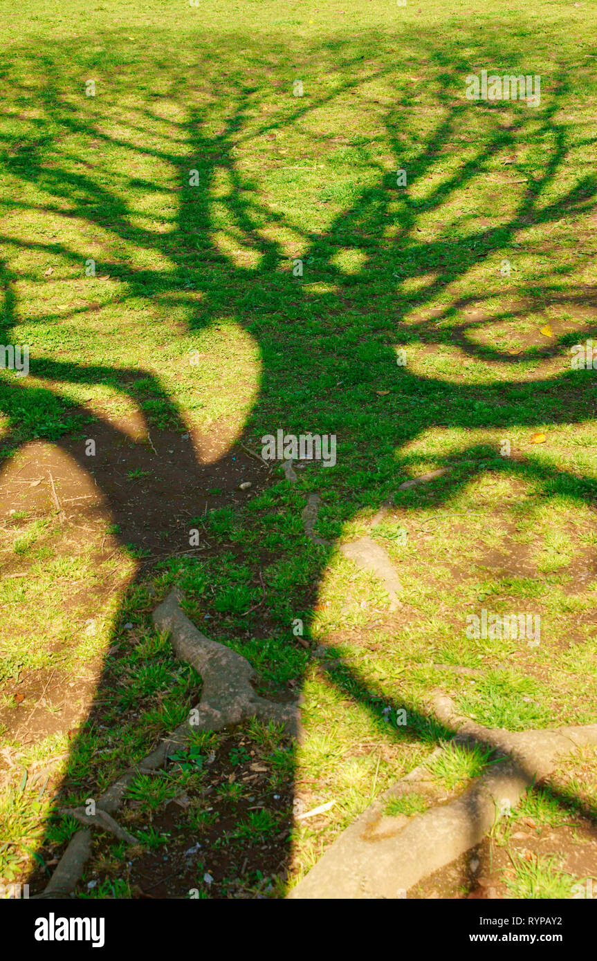 Japan park tree shadow sunny hi-res stock photography and images - Alamy
