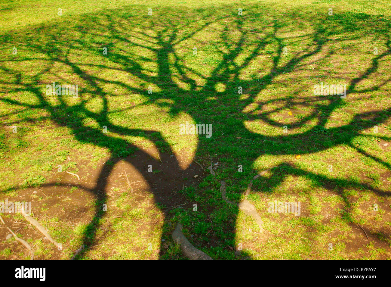 Japan park tree shadow sunny hi-res stock photography and images - Alamy