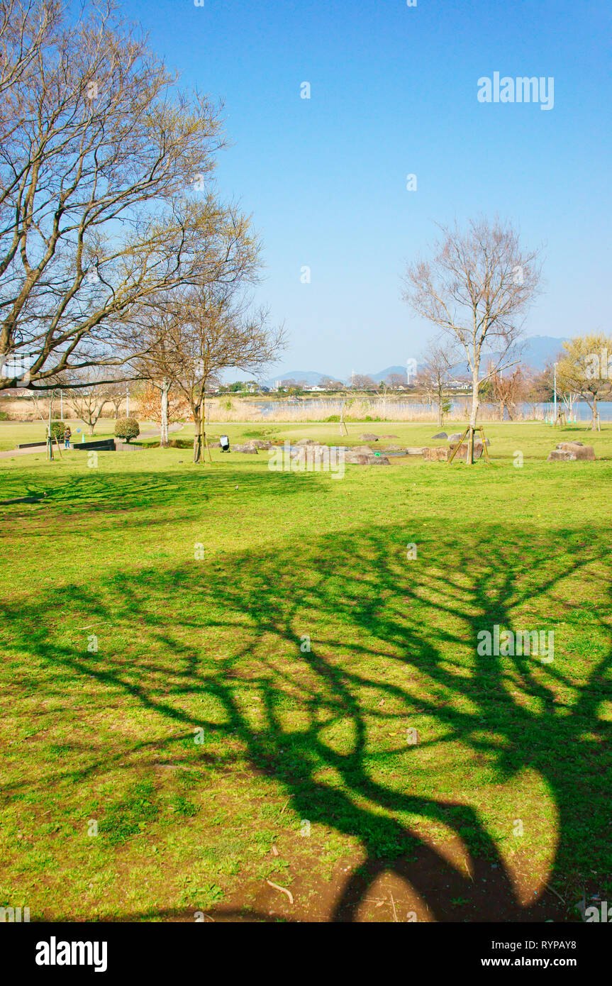 Shadow of tree Stock Photo - Alamy