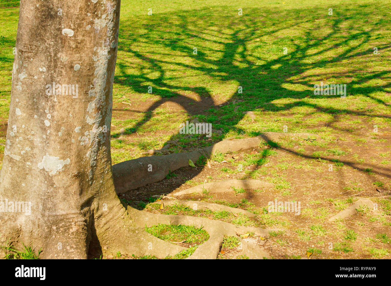 Japan park tree shadow sunny hi-res stock photography and images - Alamy