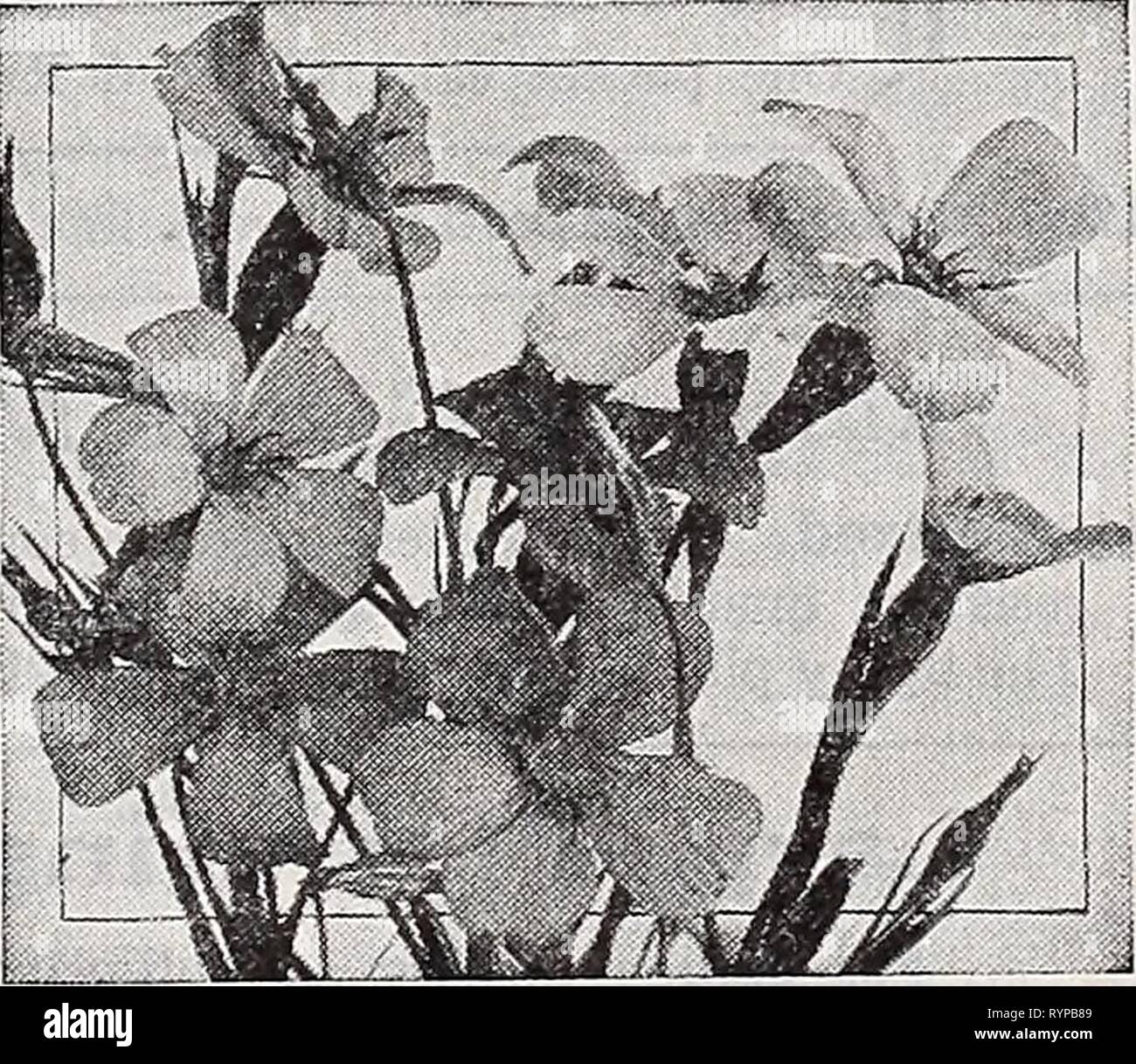 Viola cornuta crimson hi-res stock photography and images - Alamy