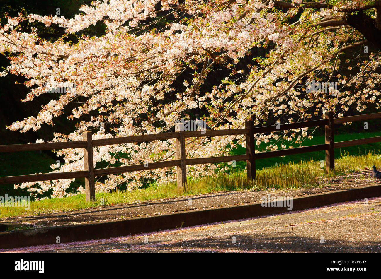 Cherry blossoms in Kumamoto Castle, Kumamoto Prefecture, Japan Stock ...