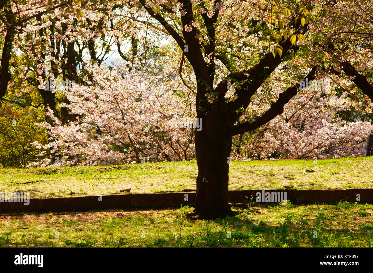 Cherry blossoms in Kumamoto Castle, Kumamoto Prefecture, Japan Stock ...