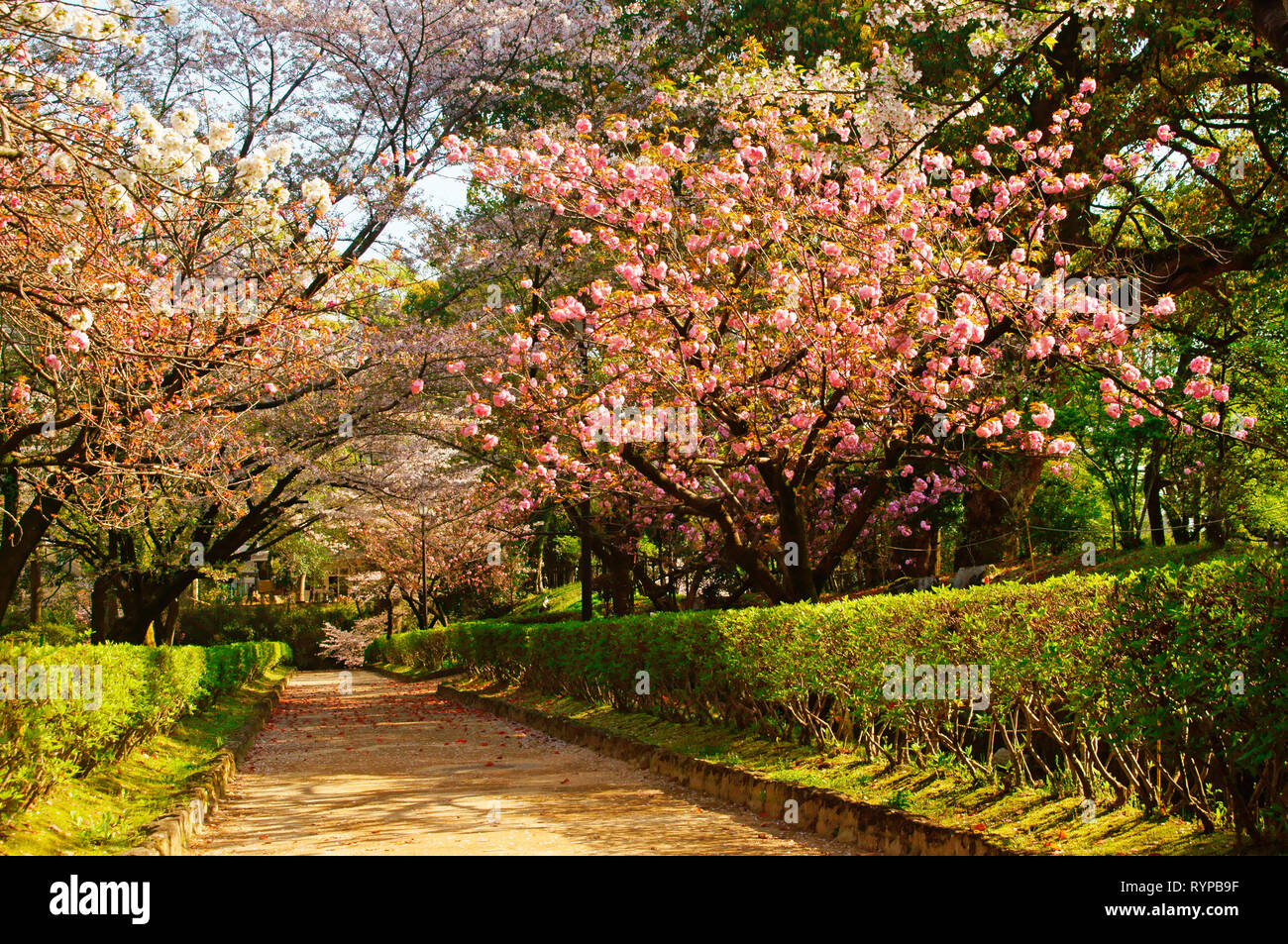 Kumamoto castle cherry blossom hi-res stock photography and images - Alamy