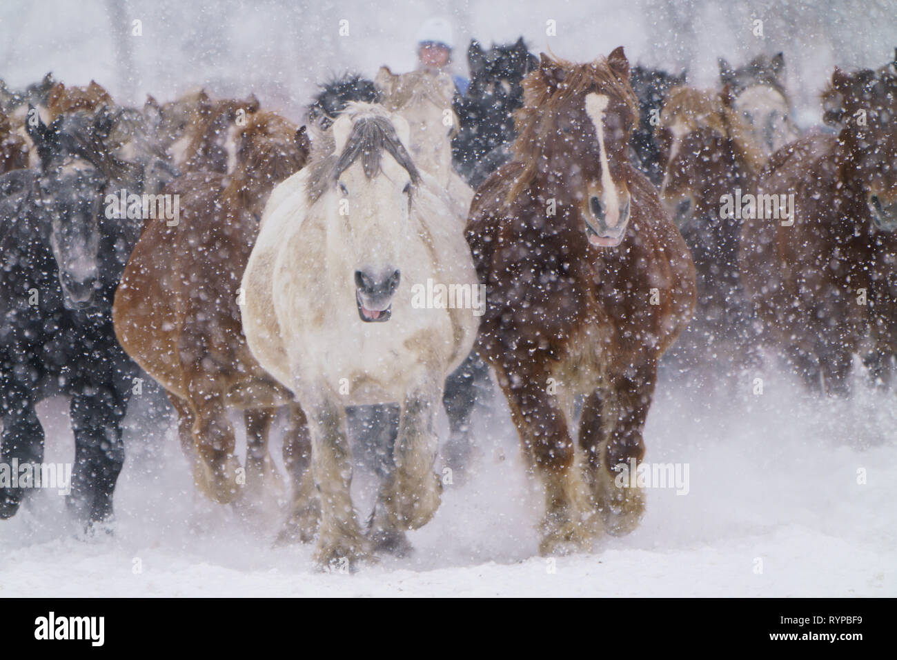 Horse Running in Snow Field Stock Photo - Alamy