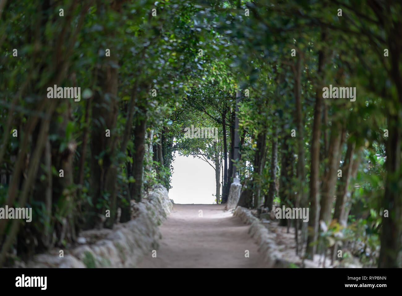 Garcinia trees hi-res stock photography and images - Alamy