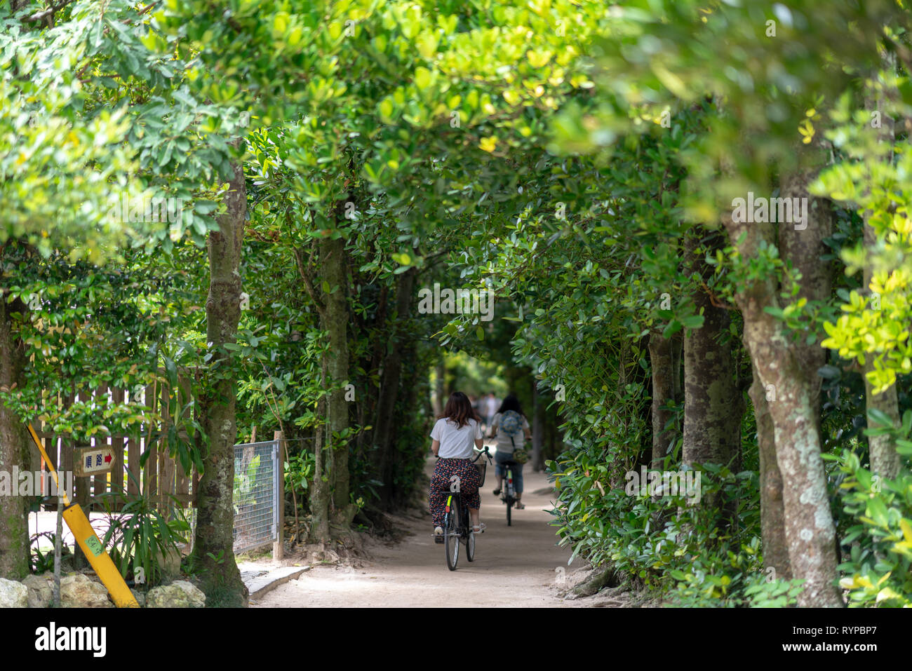 Garcinia trees hi-res stock photography and images - Alamy