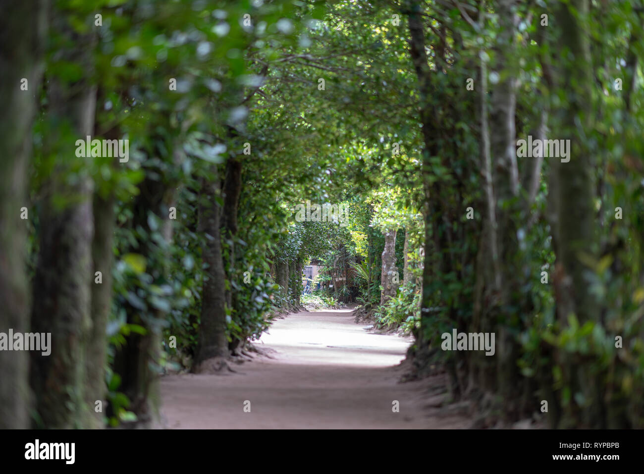 Garcinia trees hi-res stock photography and images - Alamy