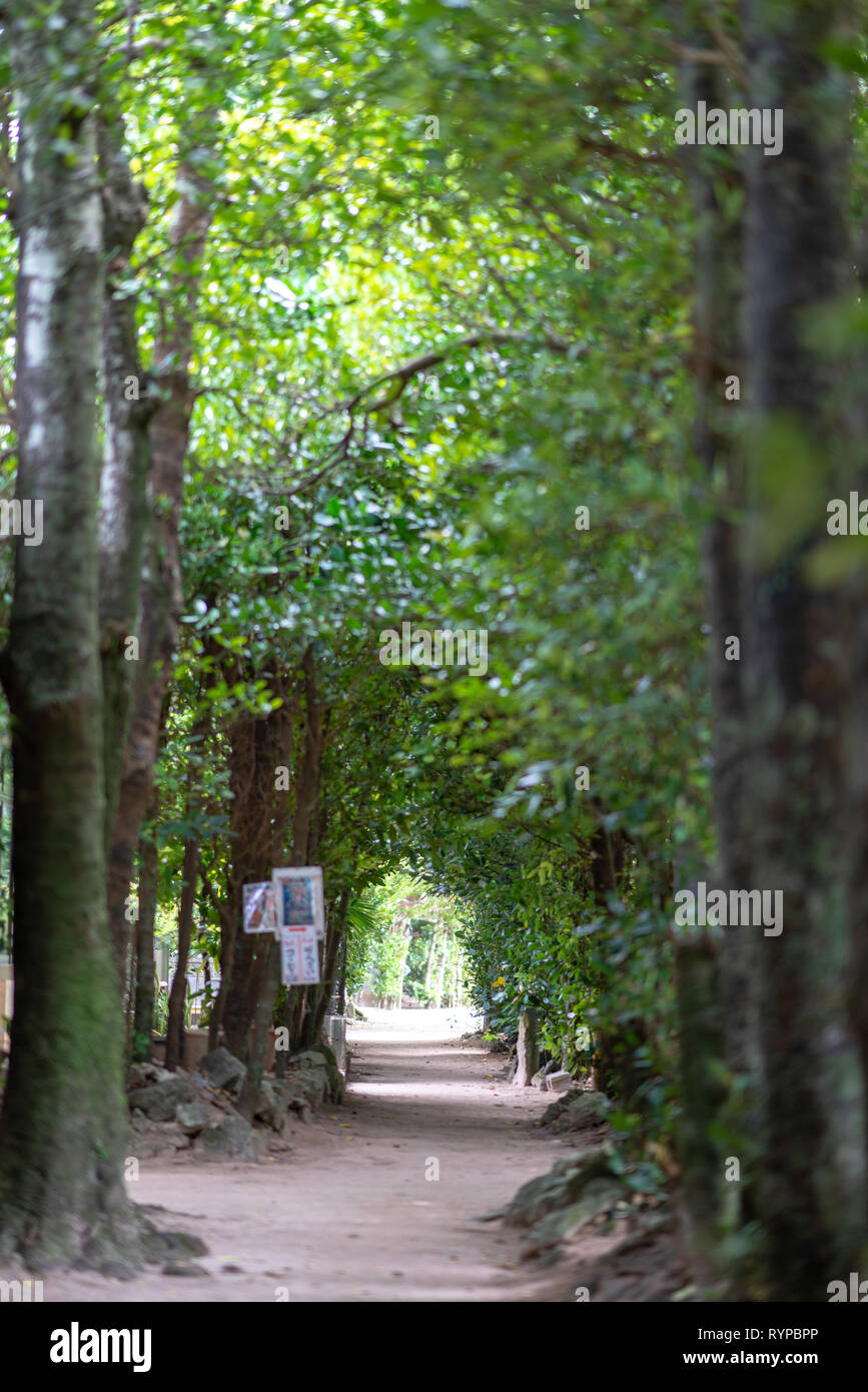 Garcinia trees hi-res stock photography and images - Alamy