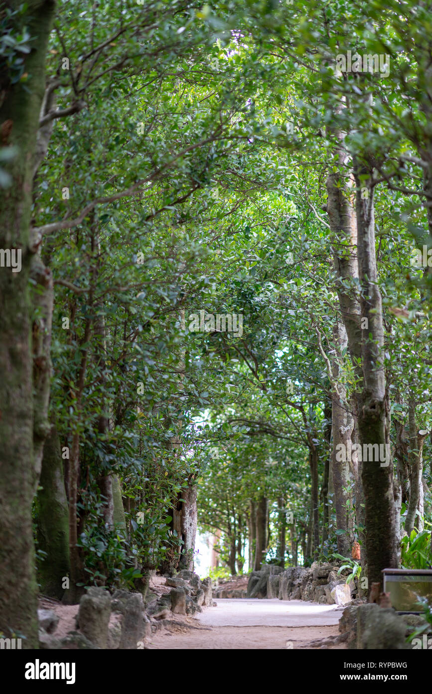 Garcinia trees hi-res stock photography and images - Alamy