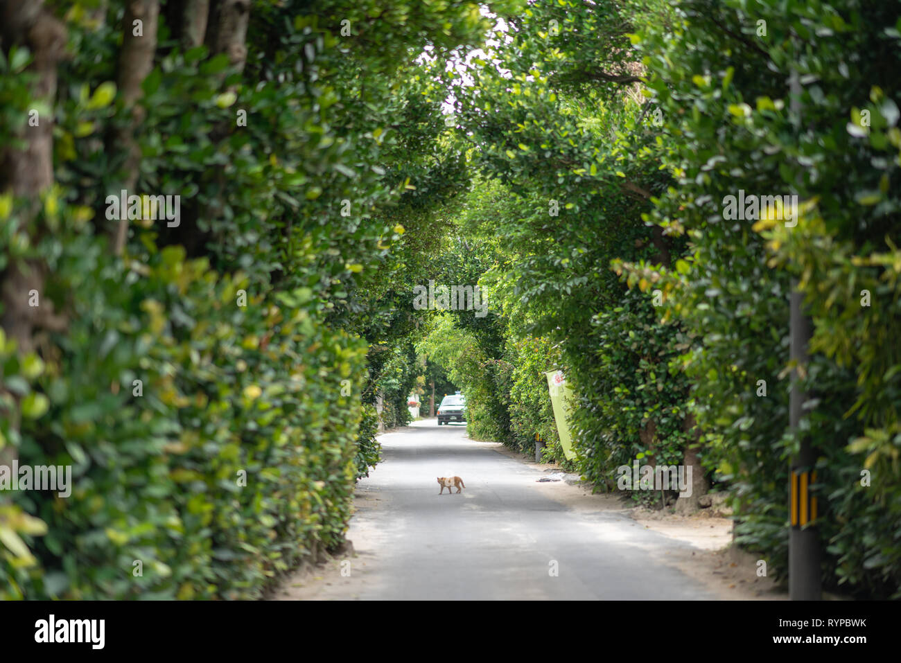 Garcinia trees hi-res stock photography and images - Alamy