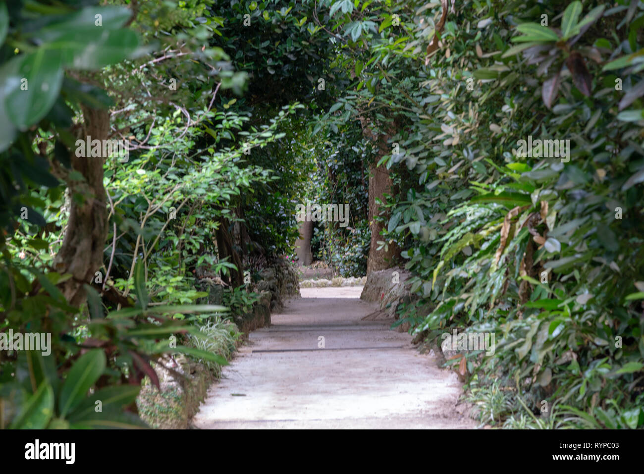 Garcinia trees hi-res stock photography and images - Alamy