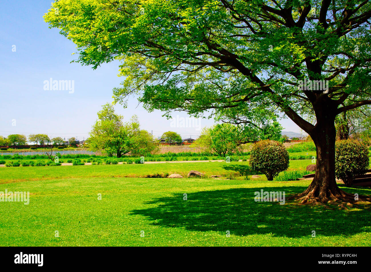 Forest of Fresh Green Leaves Stock Photo - Alamy