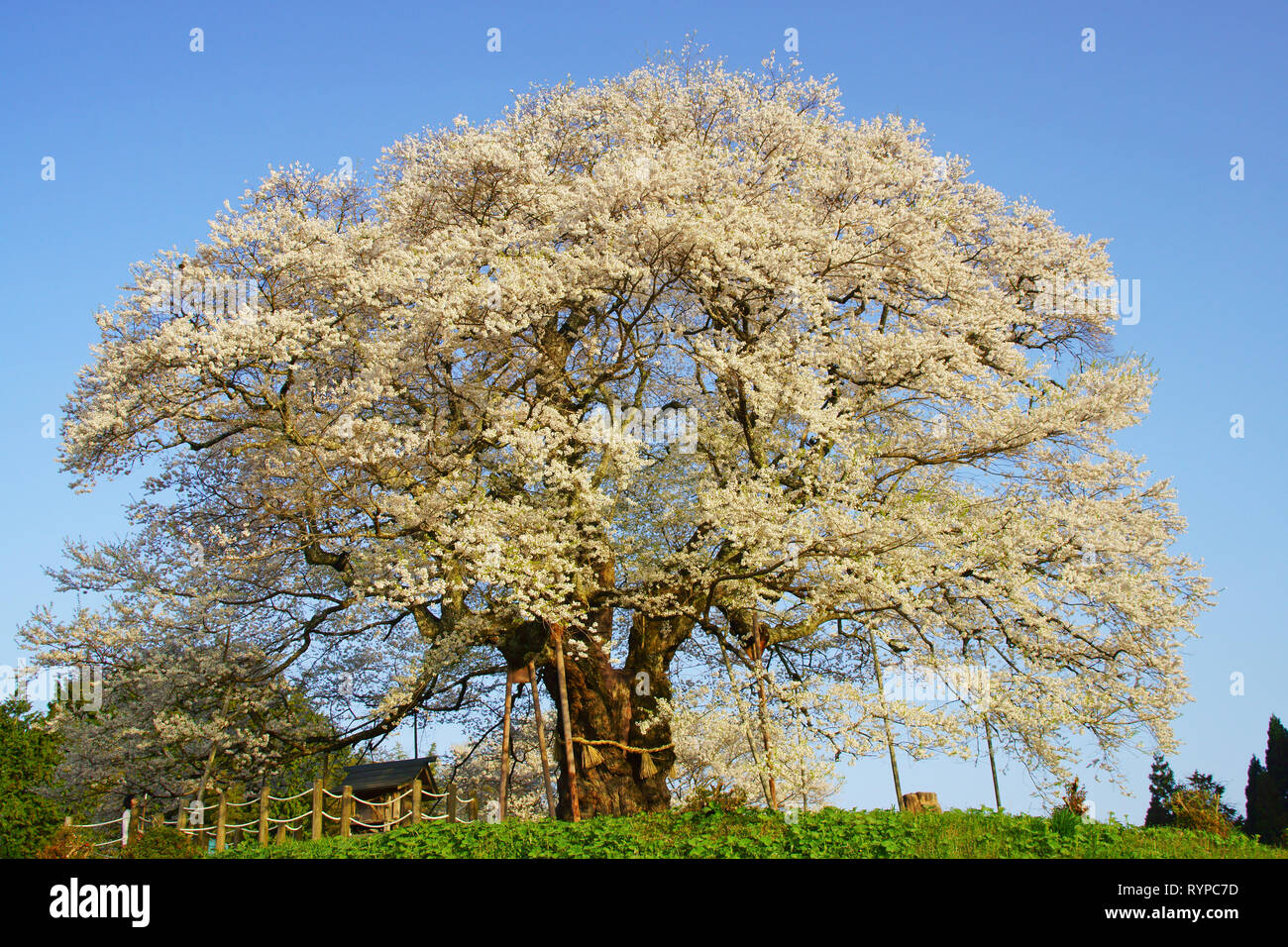 Daigozakura (Tree of Cherry Blossoms), Okayama Prefecture, Japan Stock ...