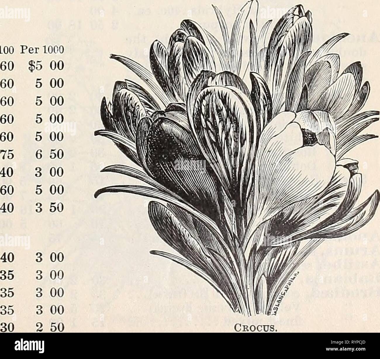 David rizzio hi-res stock photography and images - Alamy