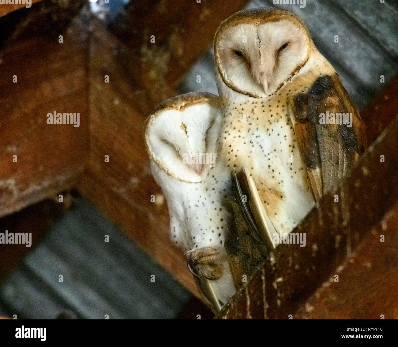 March 14, 2019 - Elkton, OREGON, U.S - A mated pair of barn owls perch ...