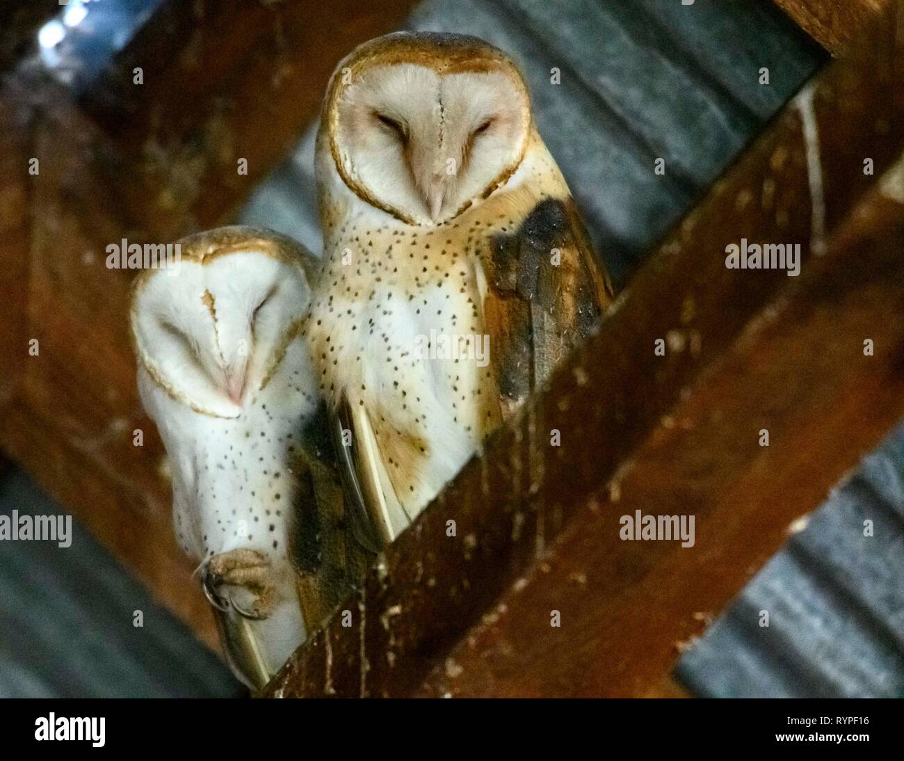 Barn owls march hi-res stock photography and images - Alamy