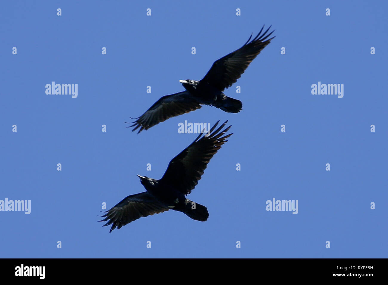 Los Angeles, California, USA. 14th Mar, 2019. Two crows fight in the ...