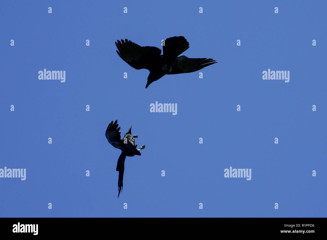 Los Angeles, California, USA. 14th Mar, 2019. Two crows fight in the ...