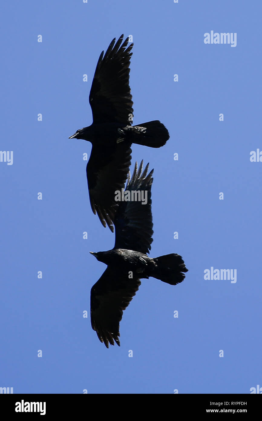 Los Angeles, California, USA. 14th Mar, 2019. Two crows fight in the ...