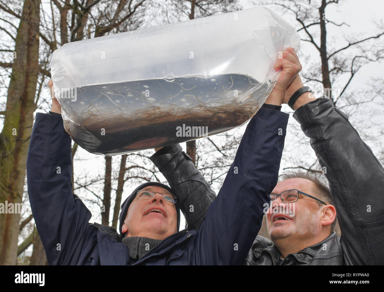 European eels sargasso sea hi-res stock photography and images - Alamy